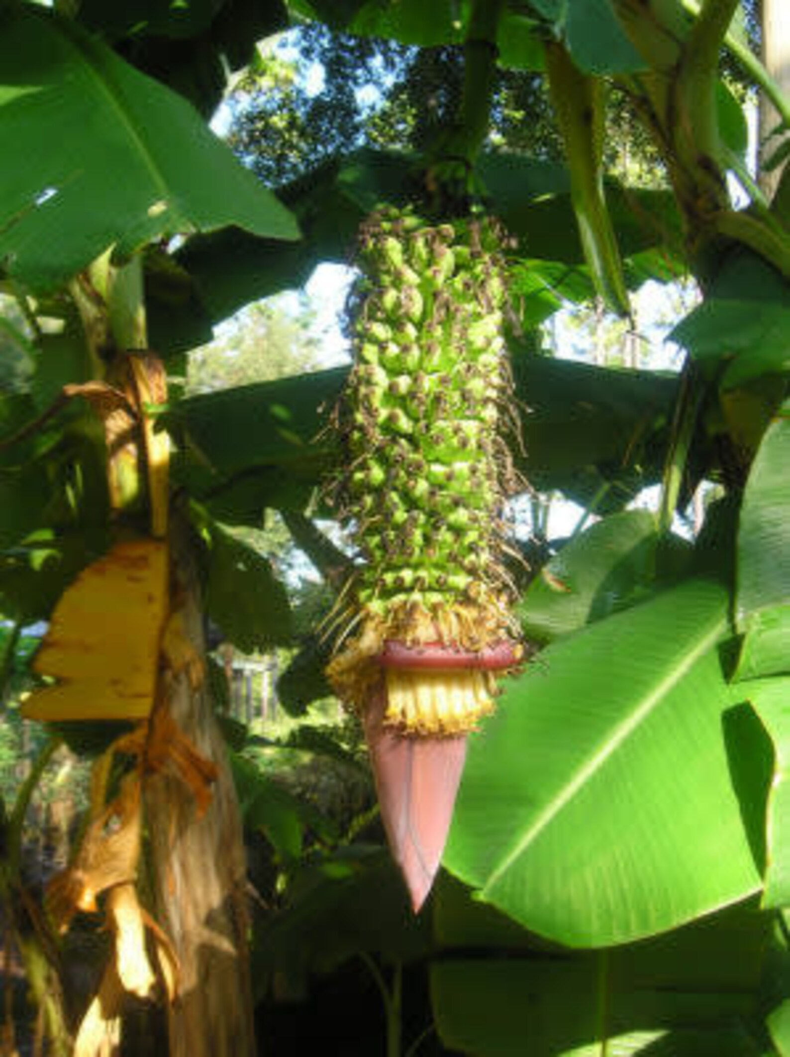 SUPER RARE Thousand Finger Banana Tree Special Release - Etsy