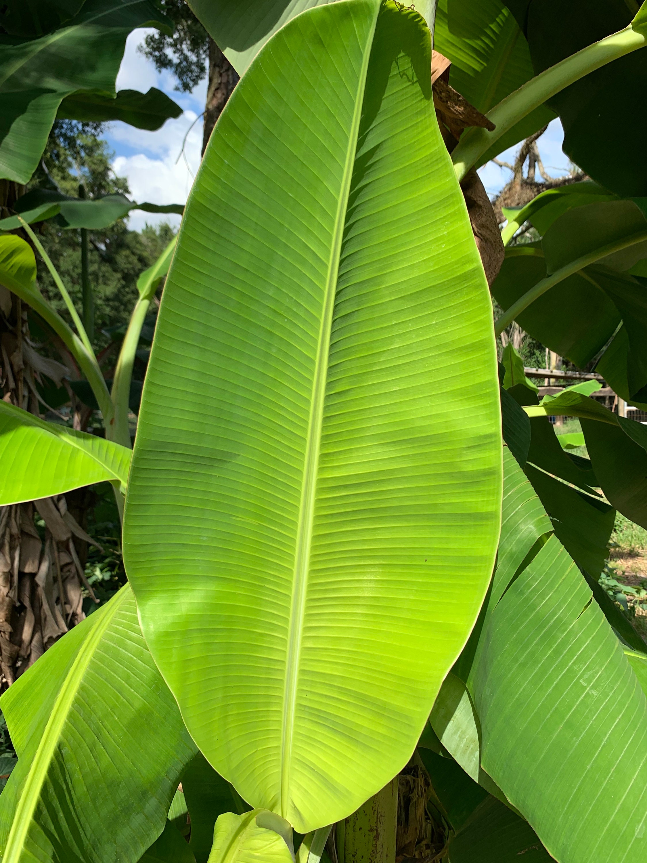 SUPER RARE Thousand Finger Banana Tree Special Release - Etsy