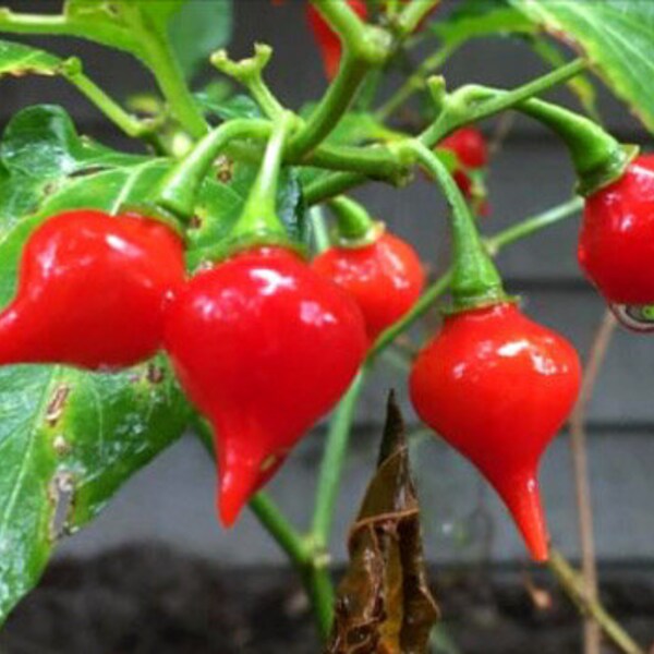 Rare Pepper Seeds - Etsy