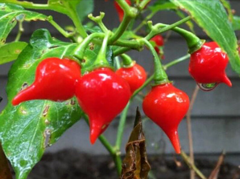 Rare Sweety Drop Pepper SEEDS - Etsy
