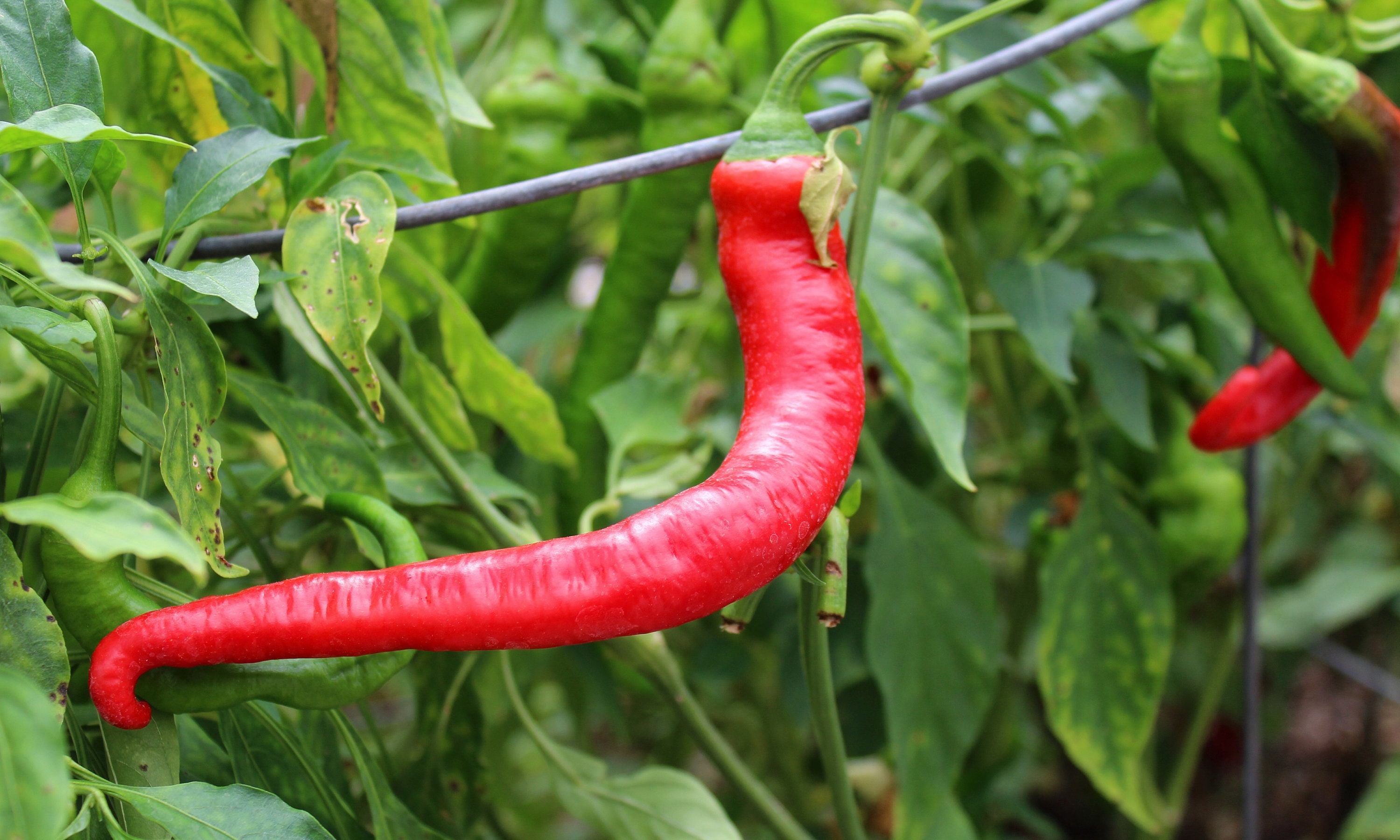Rare Jimmy Nardello Italian Pepper SEEDS 30+ - Etsy