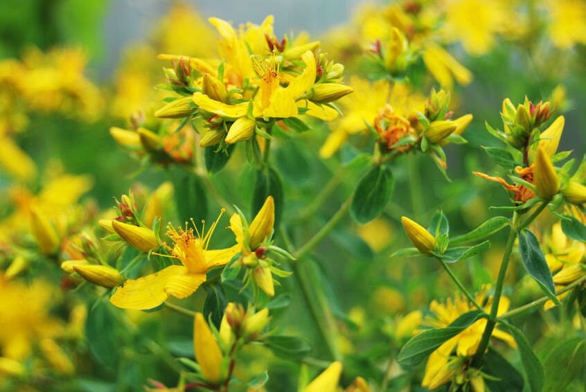 St John's Wort Oil 100% Pure & Organic Greek Balsam Oil From Olympus - Etsy