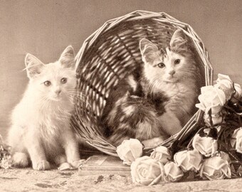 Original 1910s Pair of Persian Kittens in a Basket Antique Real Photo ...
