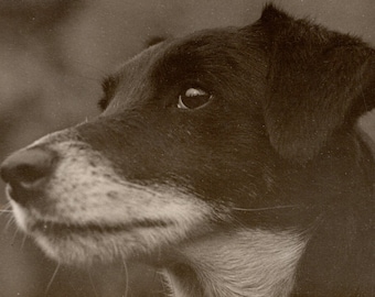 Original 1910s meg Jack Russell With Man Antique Real Photo Postcard ...