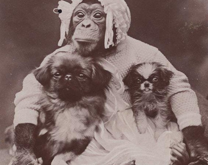 Original 1910s Baby Chimpanzee With Pekingese Puppies Real Photo ...