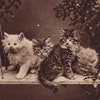 Original 1900s Cats Pulling a Cart Artist Helena Maguire Postcard ...