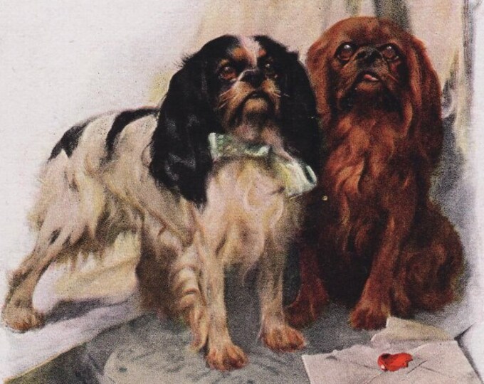Original 1910s Cavalier King Charles Spaniel Arthur Wardle Artist ...