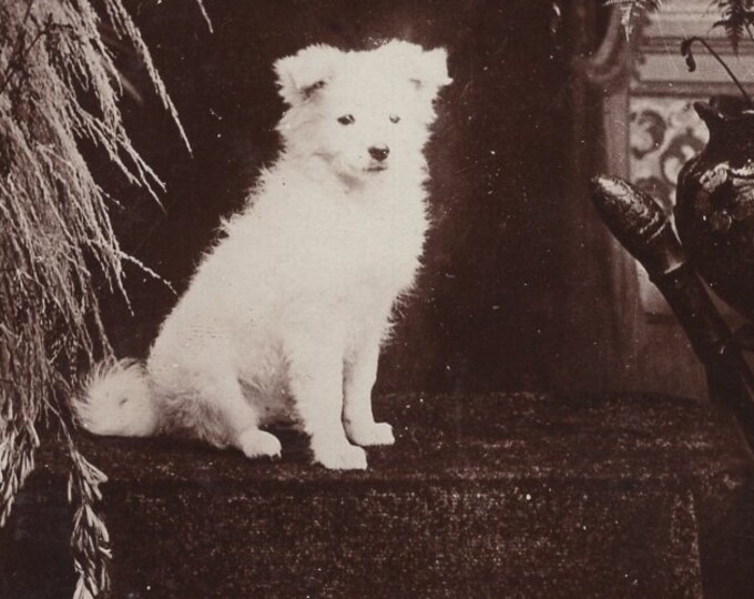 Original 1910s Samoyed Puppy in a Box Real Photo Postcard - Antique ...