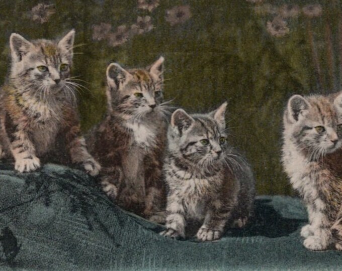 Original 1900s Quartet of Tabby Kittens Antique Postcard - RPPC Vintage ...