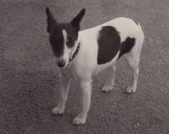Original 1930s Little Girl & Jack Terrier Real Photo Postcard Antique ...