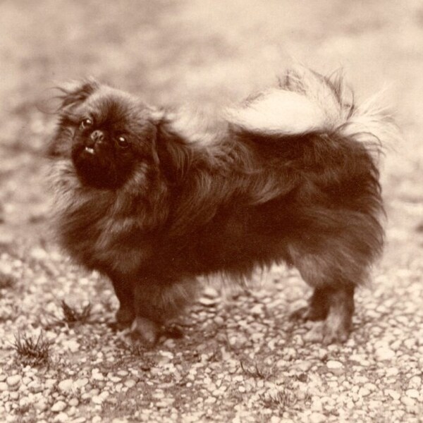 Vintage Pekingese - Etsy