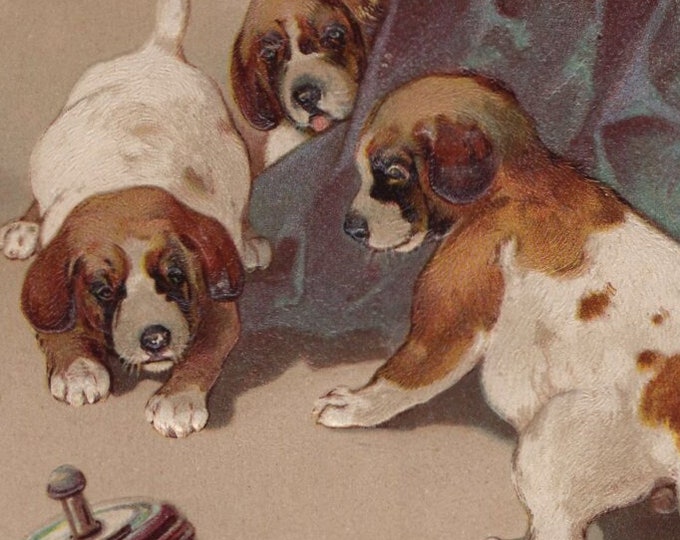 Original 1900s St Bernard Puppies Artist Signed Illustrated Postcard ...