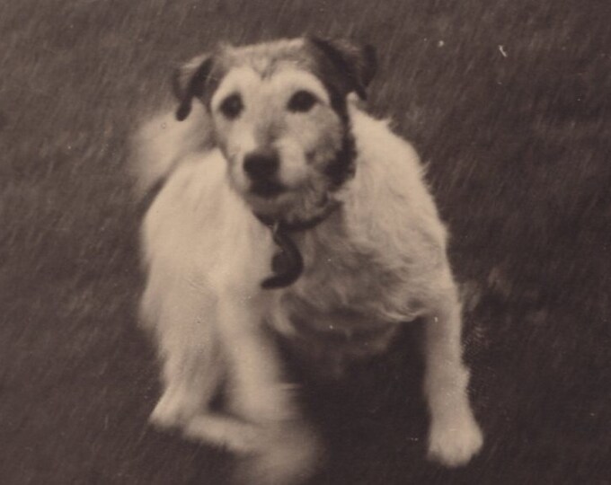 Original 1930s Jack Russell Terrier Real Photo Postcard - Antique ...