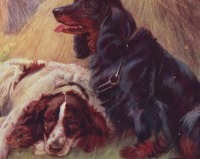 Original 1900s Springer & Cocker Spaniel Artist Signed Postcard ...