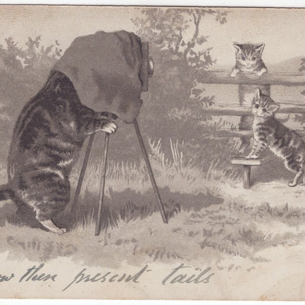 Helena Maguire Cats - Etsy