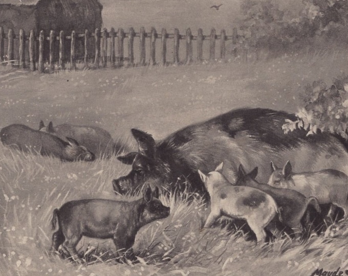 Original 1900s Pig & Piglets Artist Signed Illustrated Postcard ...
