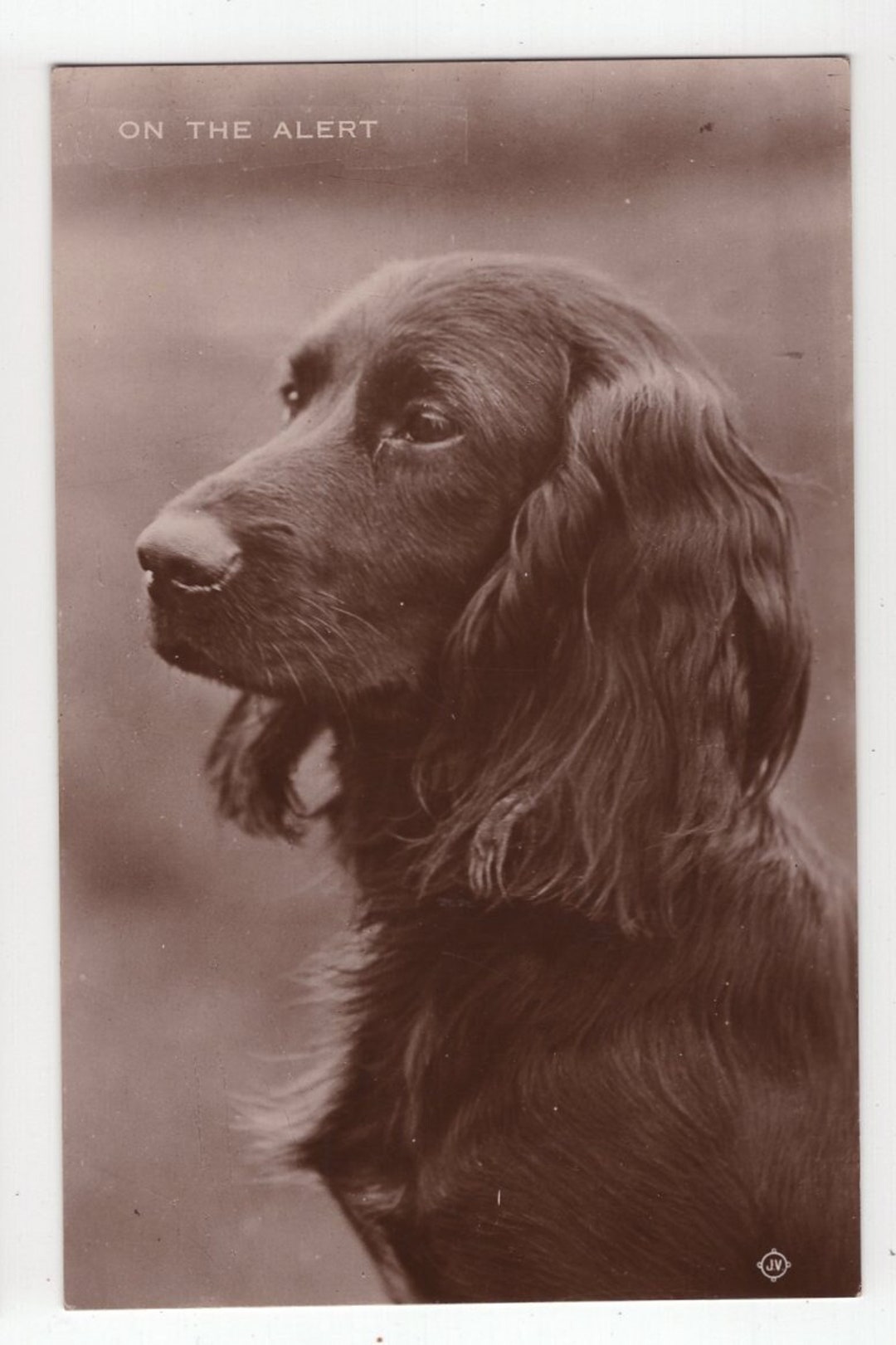 Original 1930s Cocker Spaniel Real Photo Postcard Antique RPPC Vintage ...