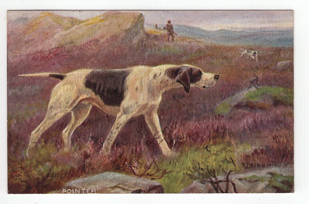 Original 1900s English Pointers Artist Signed Illustrated Postcard ...