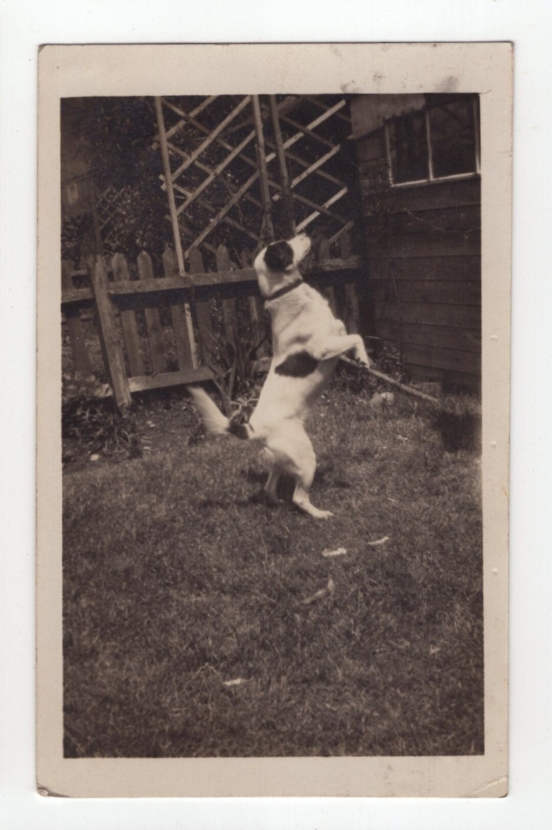 Original 1930s Jumping Jack Russell Terrier Real Photo Postcard ...