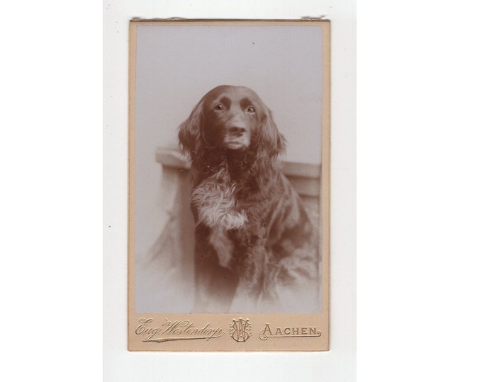 Original 1880s Spaniel Dog CDV Photo - Carte De Visite Antique Vintage ...