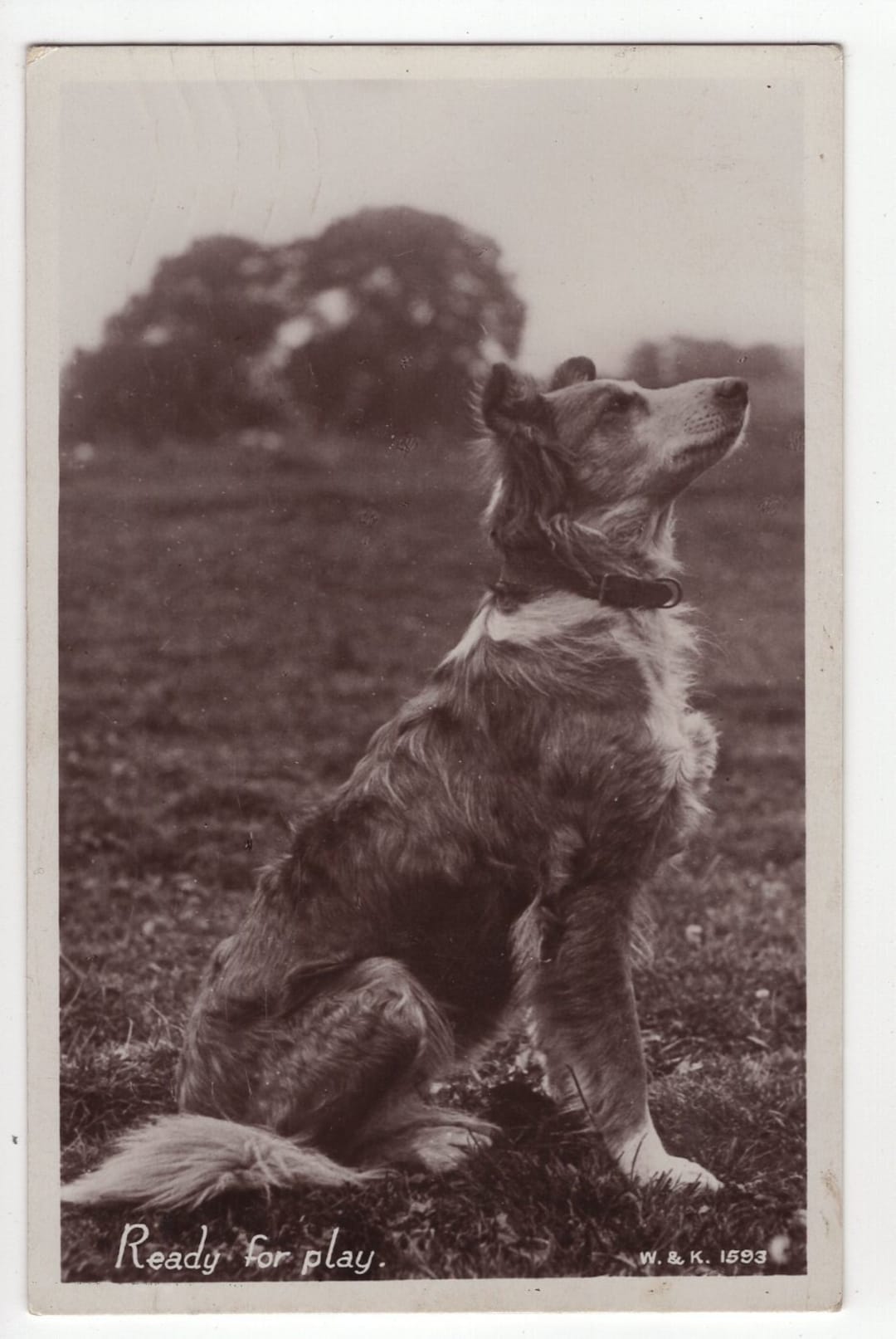 Original 1930s Rough Collie Real Photo Postcard - Antique RPPC Vintage ...