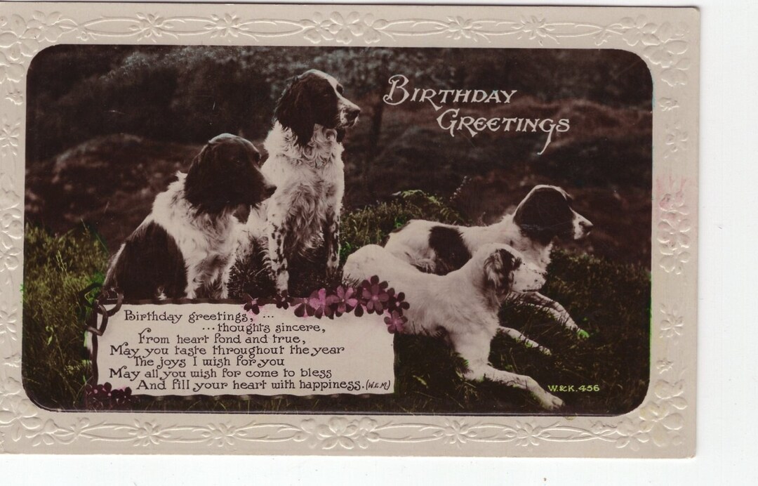 Original 1930s Springer Spaniels Real Photo Postcard - Hand Tinted ...