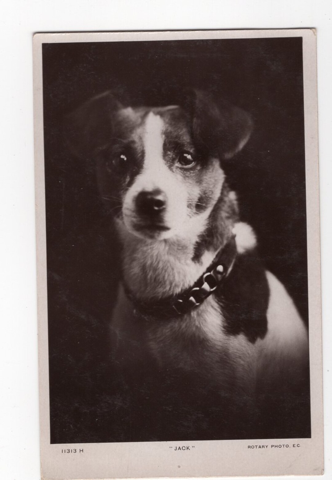 1910 Jack Russell Antique Real Photo Postcard - Vintage Victorian Edwardian RPPC Terrier Dog - Etsy