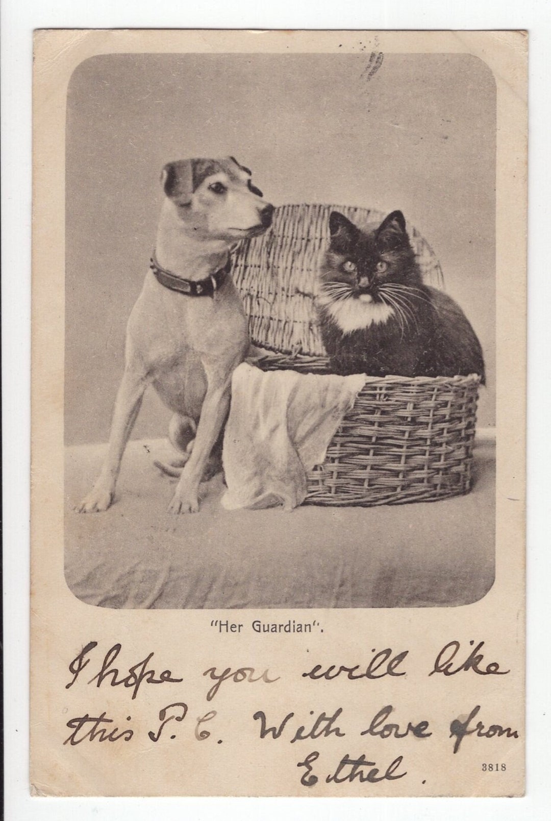 Original 1900s Jack Russell & Black and White Cat in a Basket Antique ...