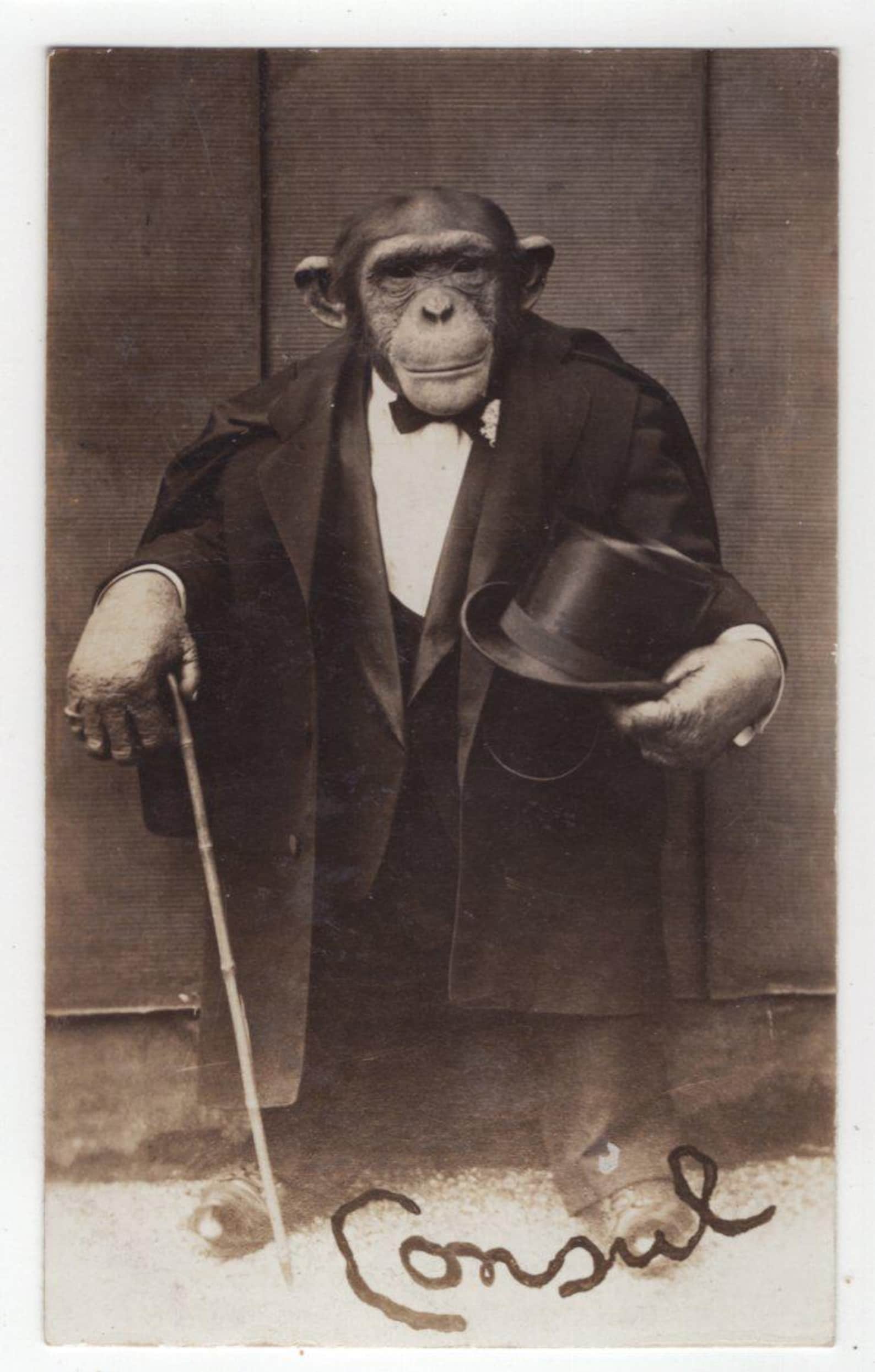 Original 1900s "consul the Great" Circus Chimpanzee Antique Real Photo ...