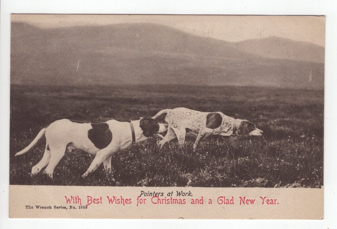 Original 1900s English Pointers Antique Postcard - Vintage Victorian ...