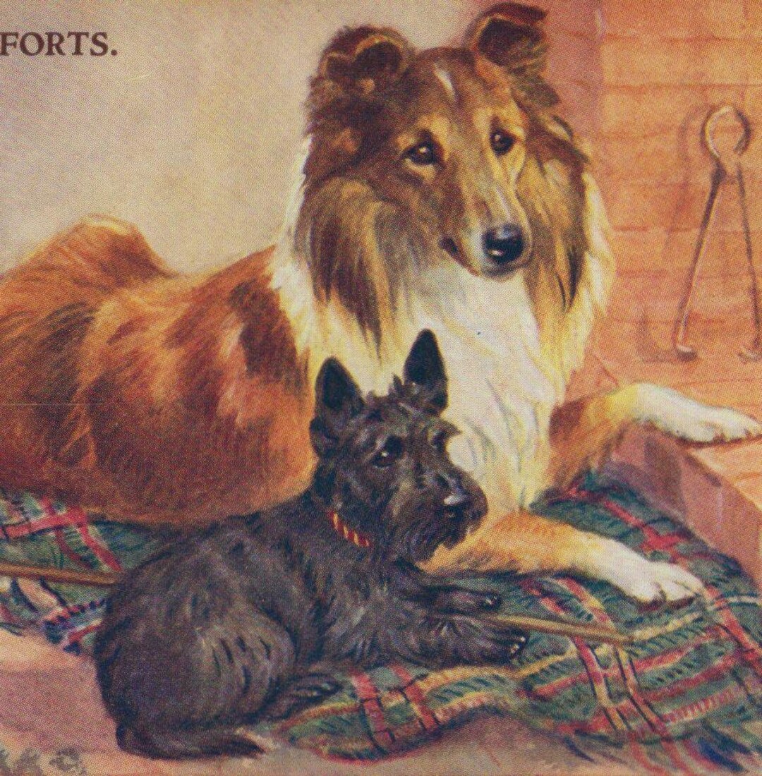 Original 1930s Rough Collie & Scottish Terrier Mabel Gear Artist ...