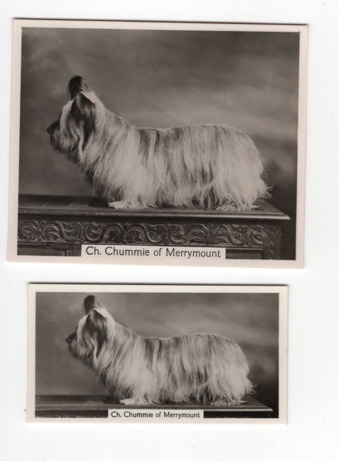 Original 1930s Skye Terrier Champion Chummie of Merrymount Antique ...