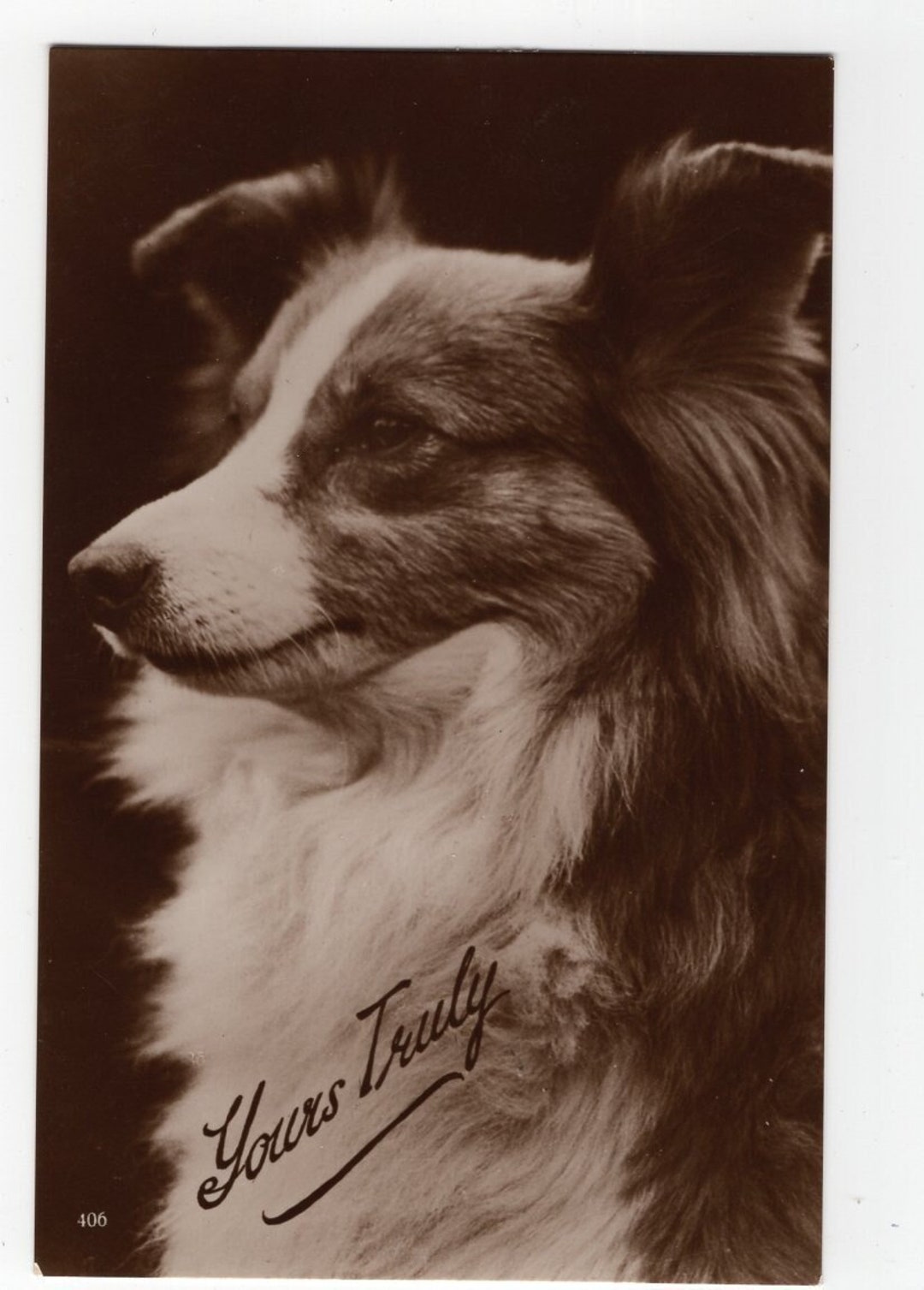 Original 1930s Rough Collie Real Photo Postcard Antique RPPC Vintage ...