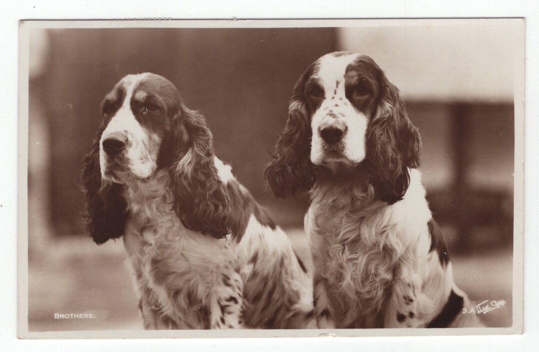Original 1950s Pair of Springer Spaniels Vintage Real Photo Postcard ...