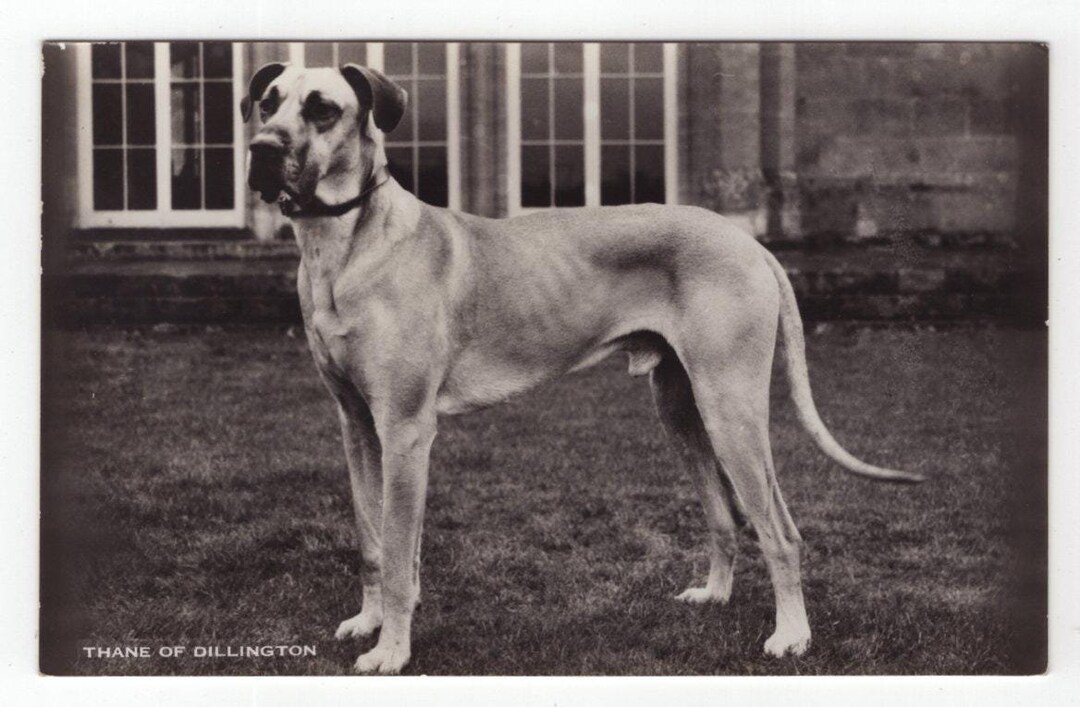 Original 1940s Pedigree Brindle Great Dane "duke of Dillington" Antique ...