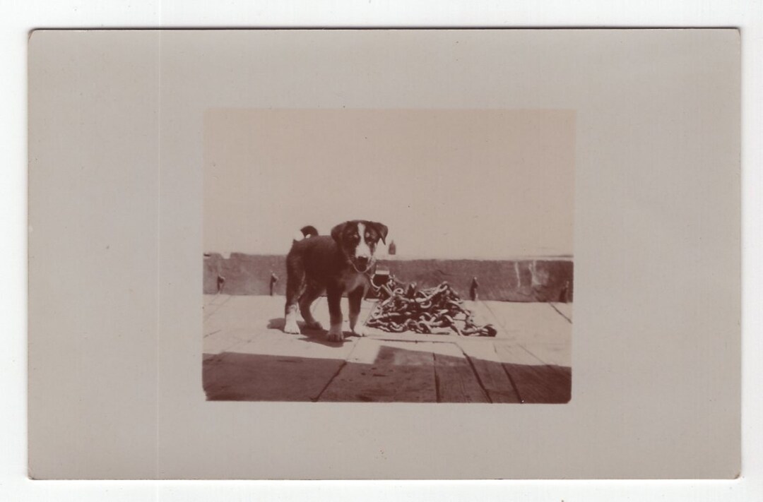 Original 1910s HMS Navy Mascot Puppy Onboard Ship Antique Real Photo ...