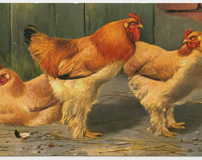 1910s Brahma Breed Chickens Artist Postcard Antique Vintage Bird Farm ...