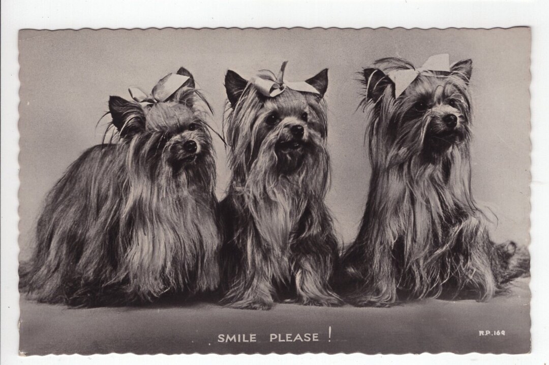 Original 1950s Trio of Yorkshire Terriers Real Photo Postcard - Antique ...