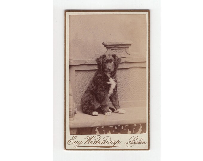 Original 1880s Spaniel Puppy CDV Photo Carte De Visite Antique Vintage ...