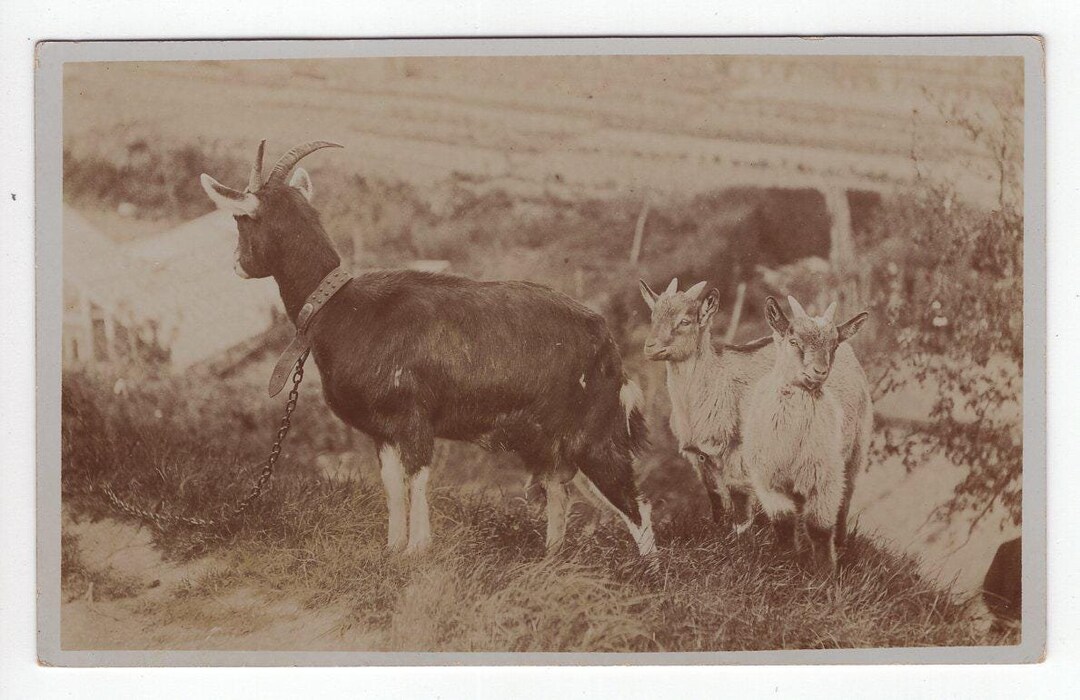 Original 1900s Pet Goats & Kids Antique Real Photo Postcard - Vintage ...