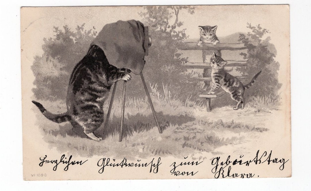 1902 Anthropomorphic Photographer Cat With Camera Artist Helena Maguire ...