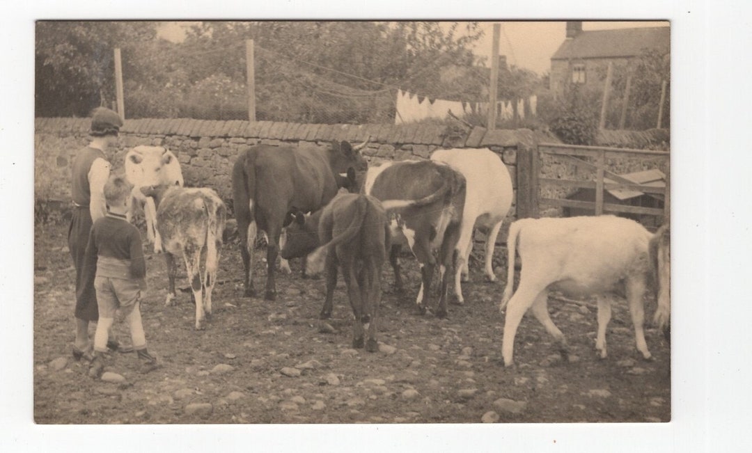 Original 1930s Woman & Boy Feeding Cows Real Photo Postcard - Antique ...