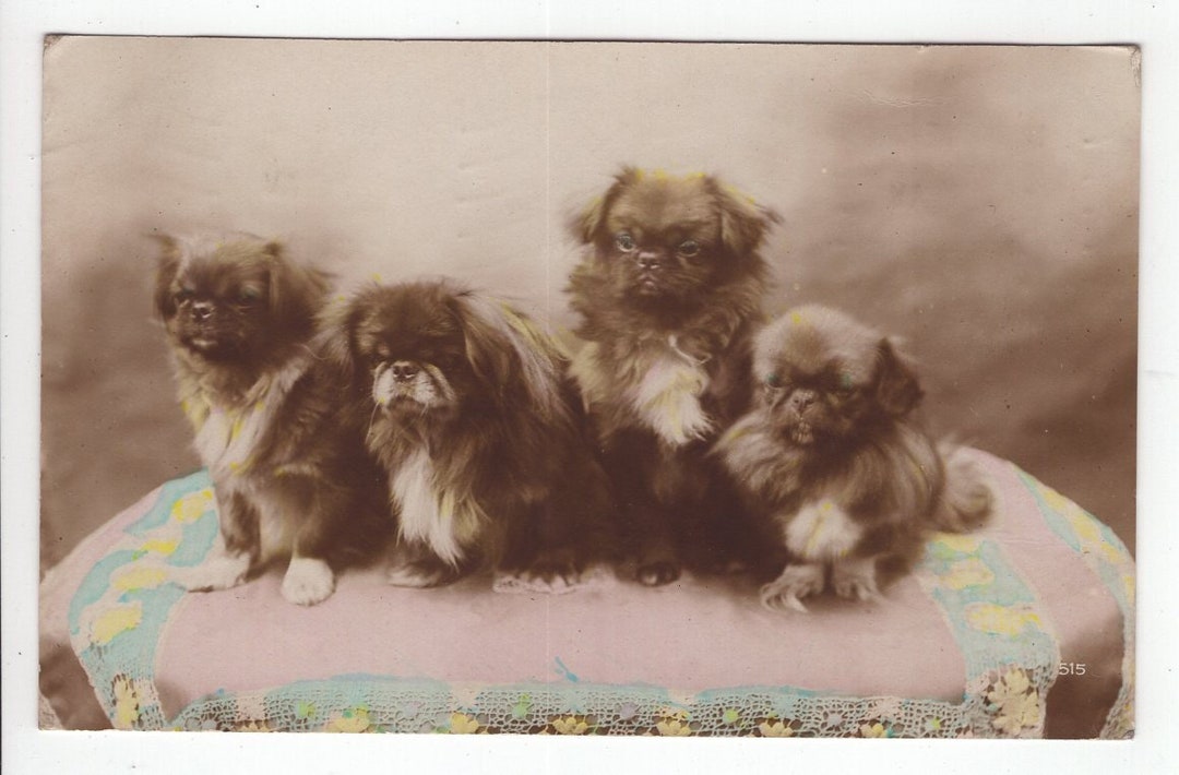 Original 1910s Four Pedigree Pekingese Real Photo Postcard - Antique ...