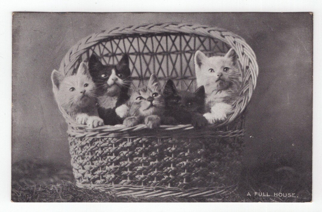 Original 1900s Five Kittens in a Basket Antique Postcard - Vintage ...