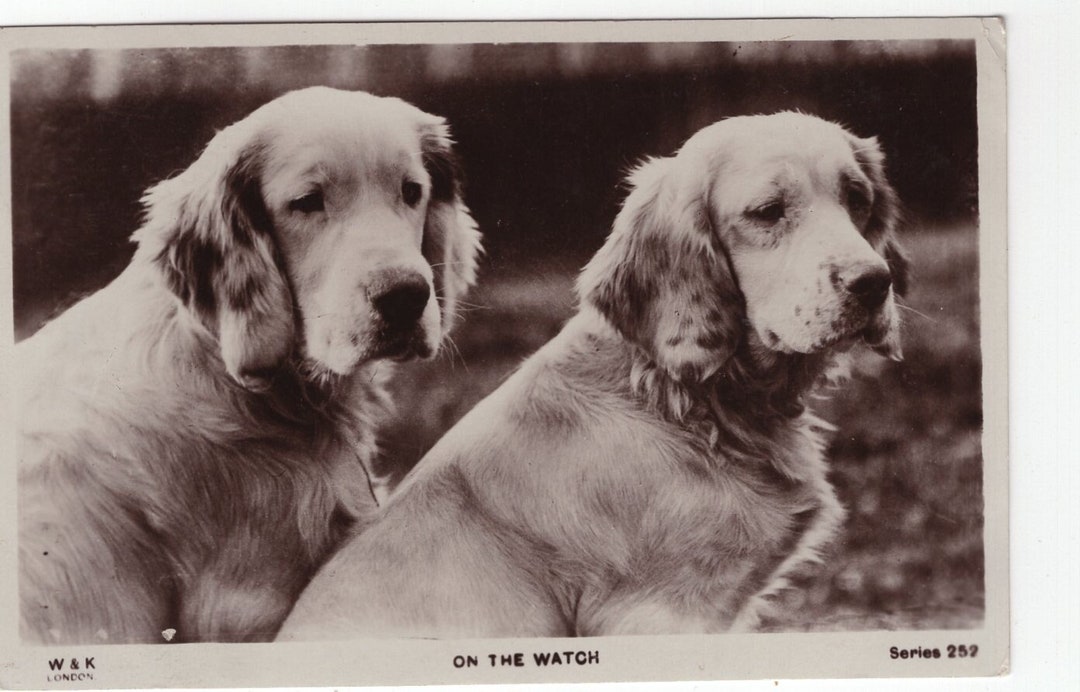 1920s Clumber Spaniels Real Photo Postcard Antique RPPC Vintage ...