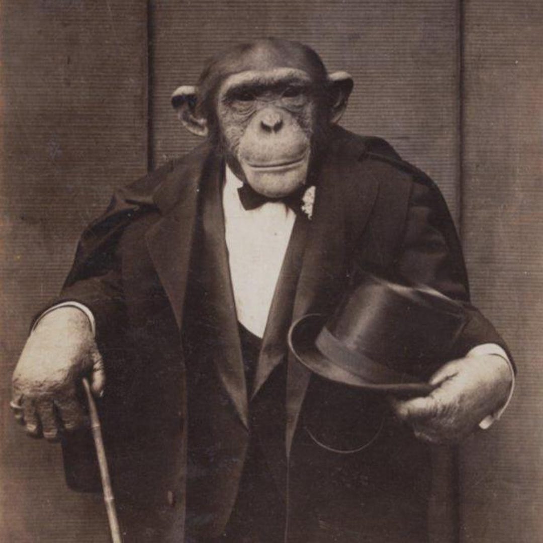Original 1900s "consul the Great" Circus Chimpanzee Antique Real Photo ...