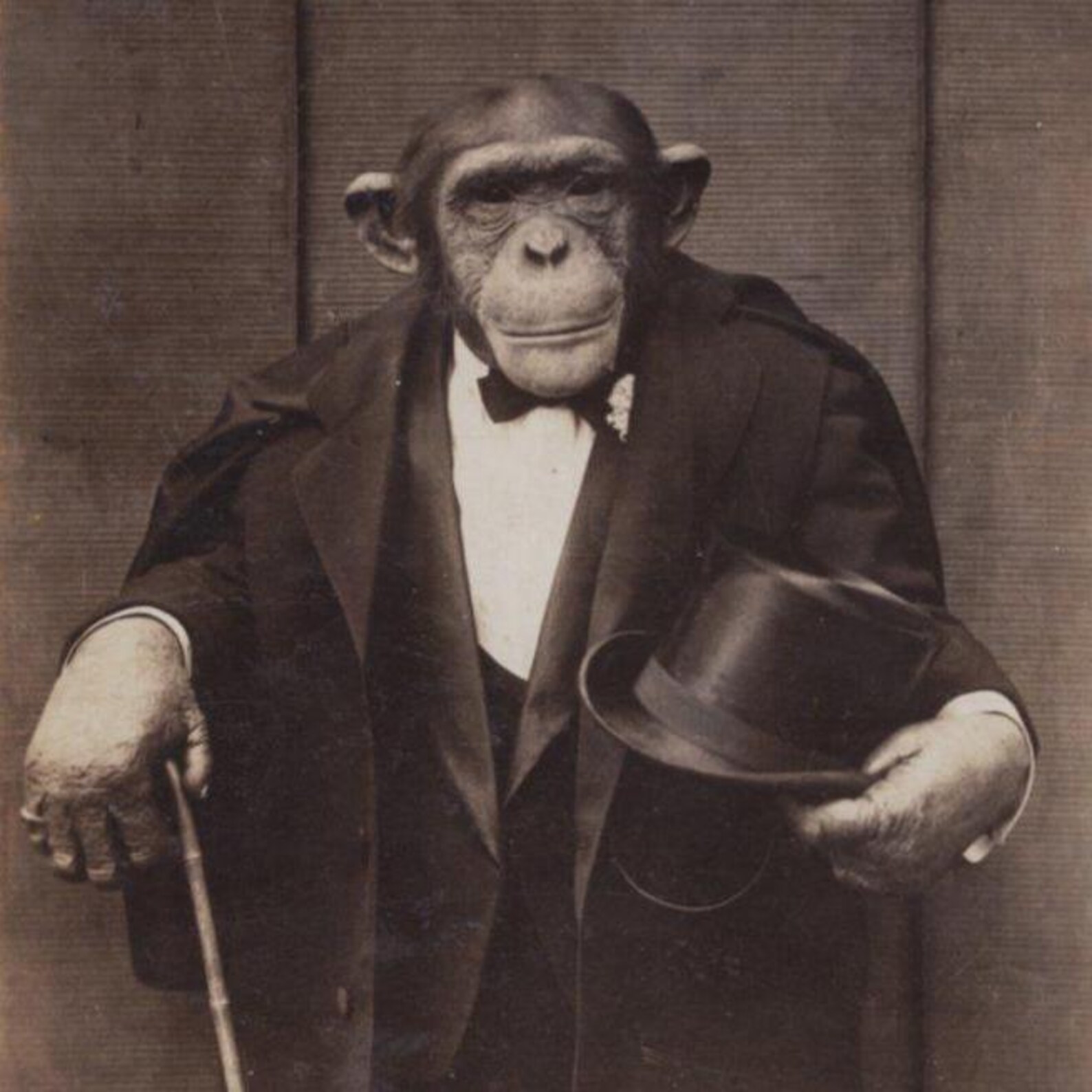 Original 1900s "consul the Great" Circus Chimpanzee Antique Real Photo ...