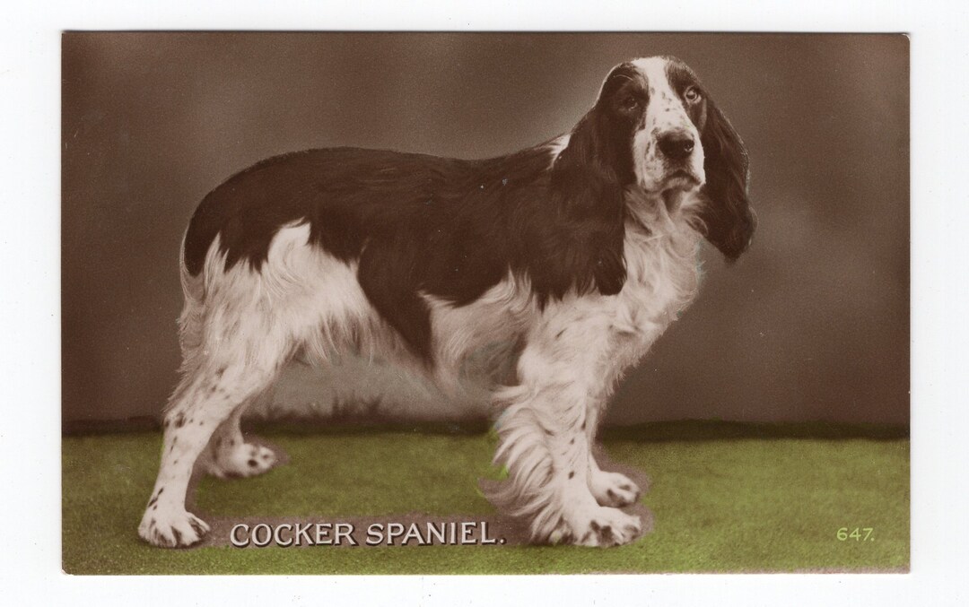 1935 Cocker Spaniel Real Photo Postcard - Antique RPPC Vintage ...