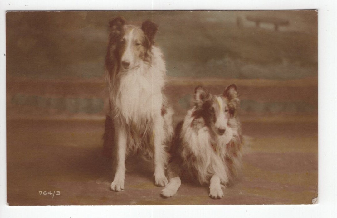Original 1910s Beautiful Rough Collies Real Photo Postcard Hand Tinted ...