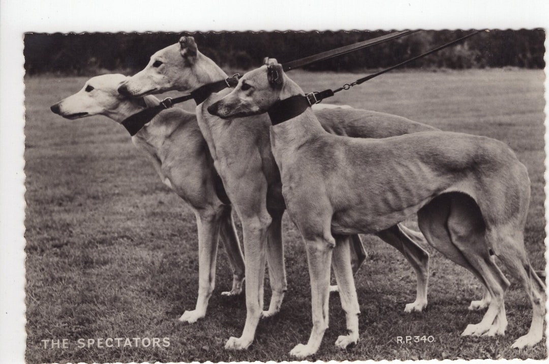 Original 1950s Trio of Racing Greyhounds Real Photo Postcard - Antique ...